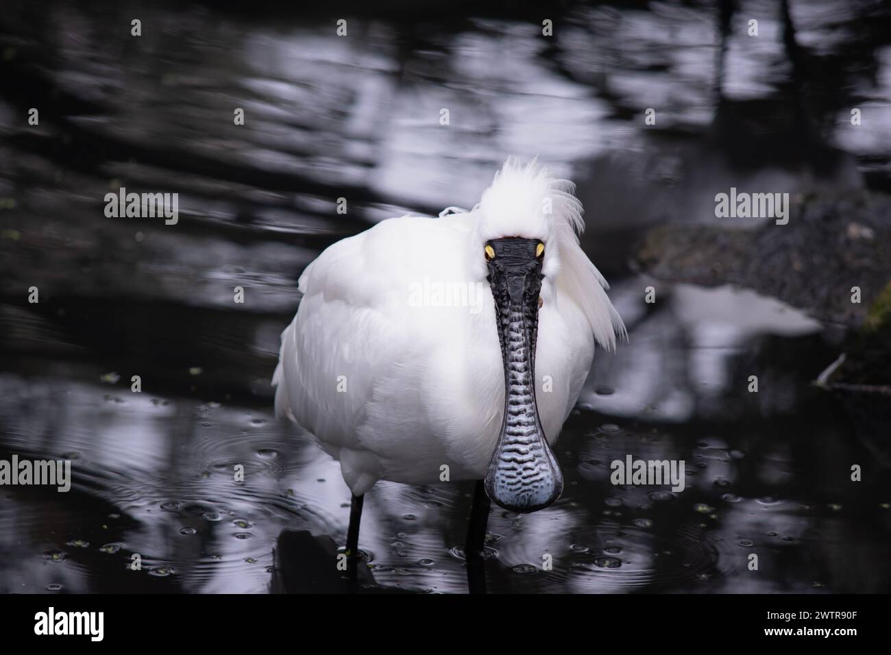 The royal spoonbill is a large white sea bird with a black bill that ...