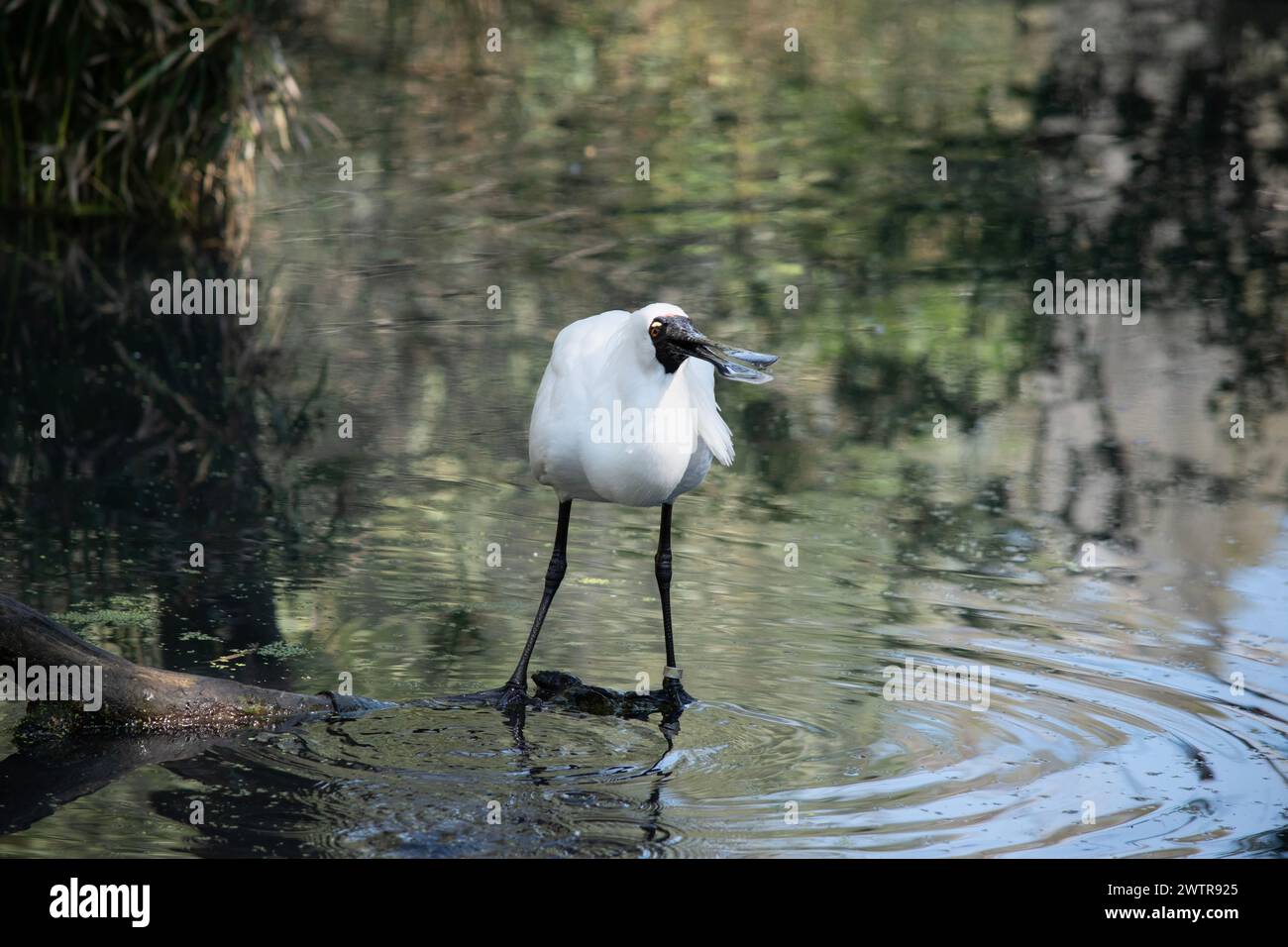 The royal spoonbill is a large white sea bird with a black bill that ...
