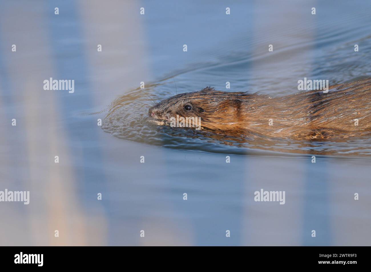 Common Muskrat swimming through the water screened by foliage Stock ...