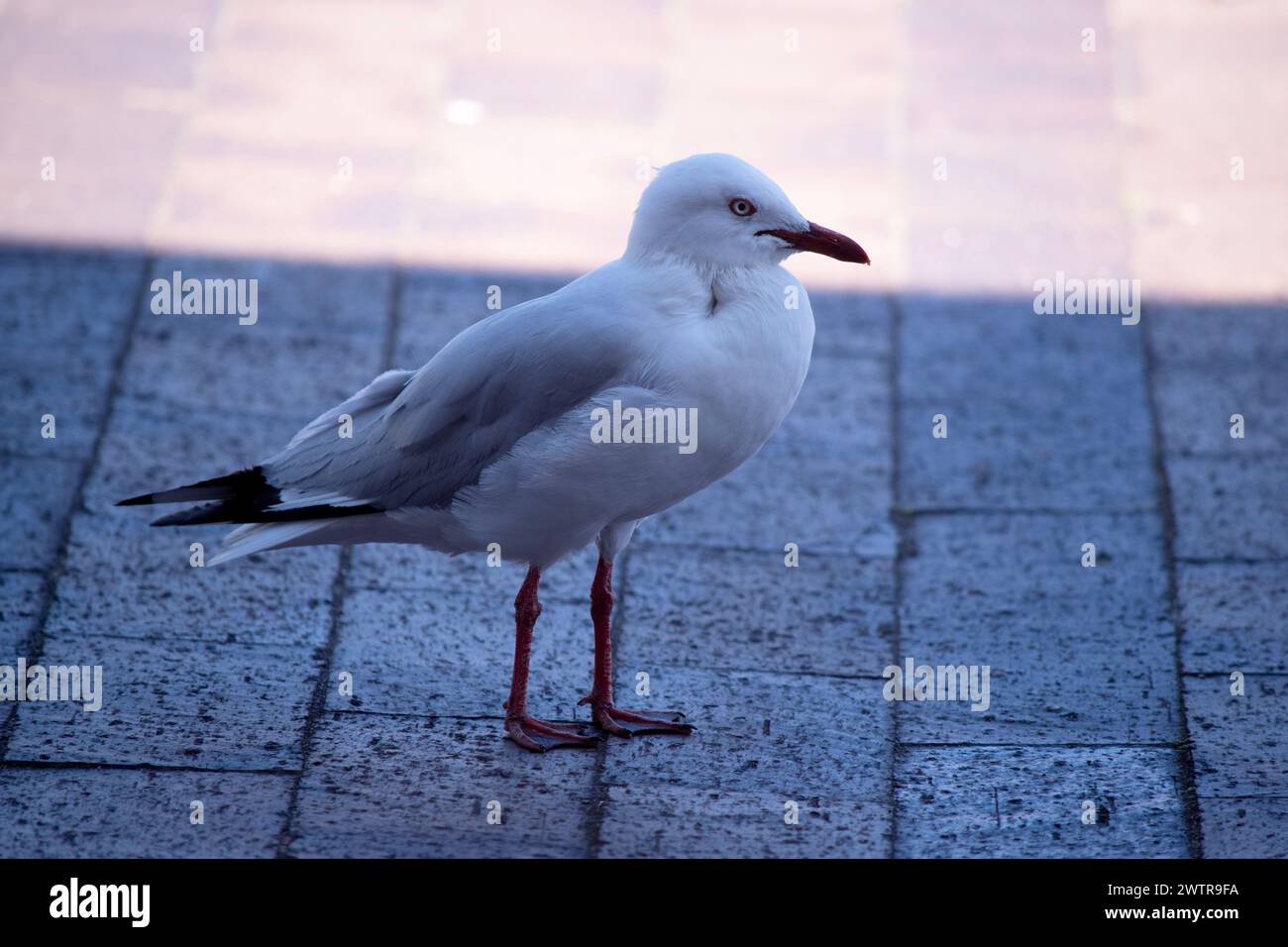A seagull is a type of bird that lives near the coast and around bodies ...