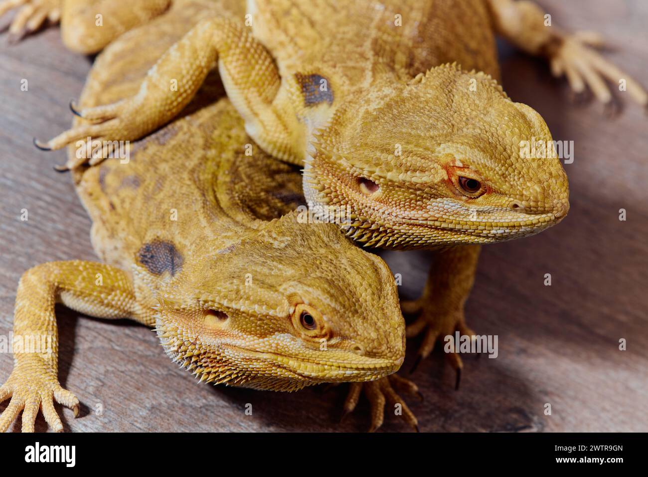 Bearded Dragons: A Close-Up Look at This Amazing Lizards Stock Photo ...