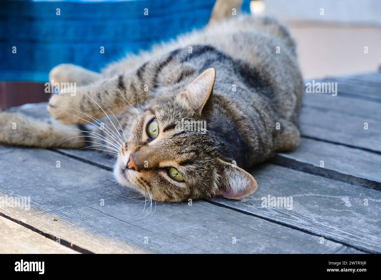 A striped cat lies on a gray wooden floor, staring intently at the ...