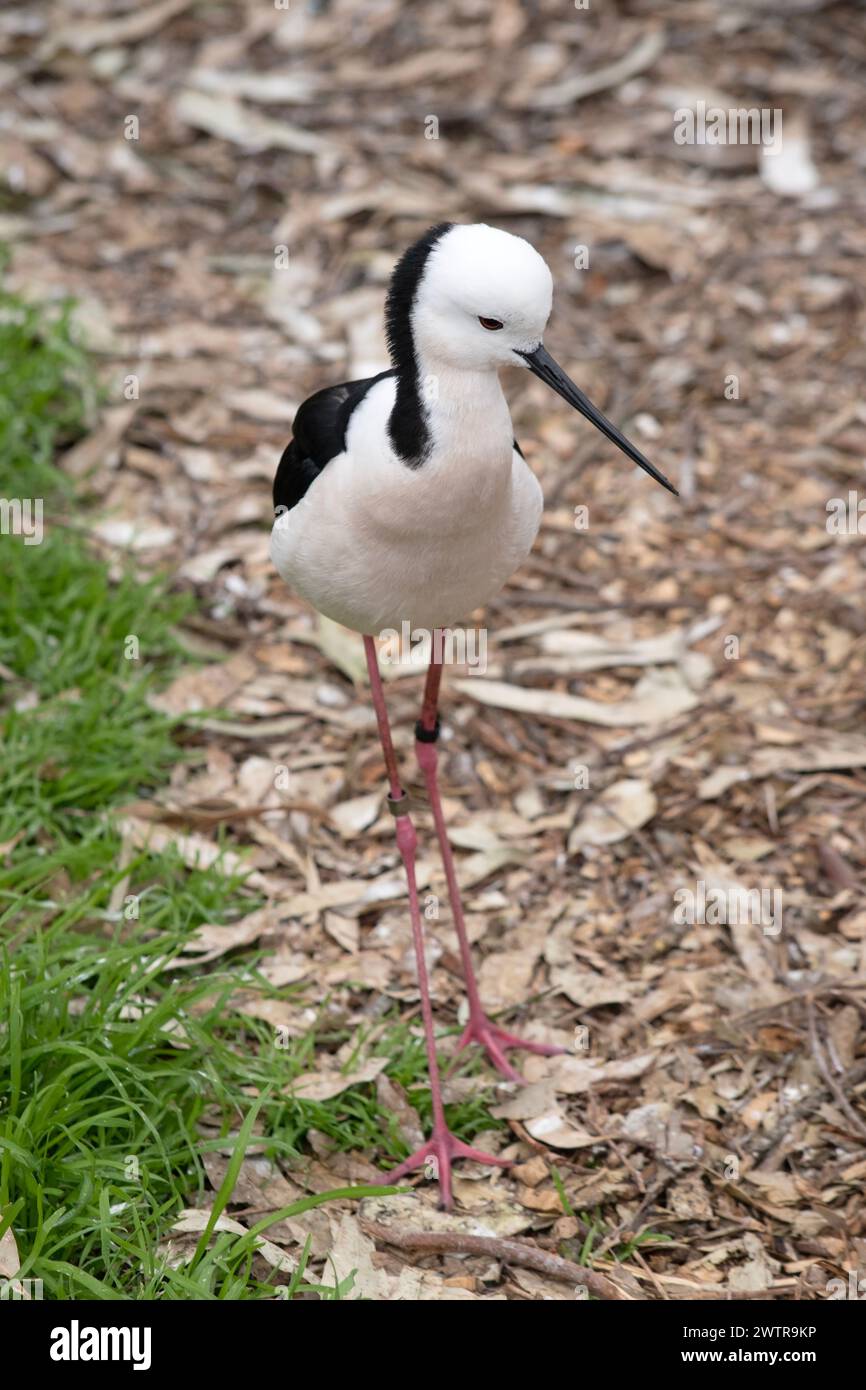 the black winged stilt is a black and white seabird with pink legs. It ...