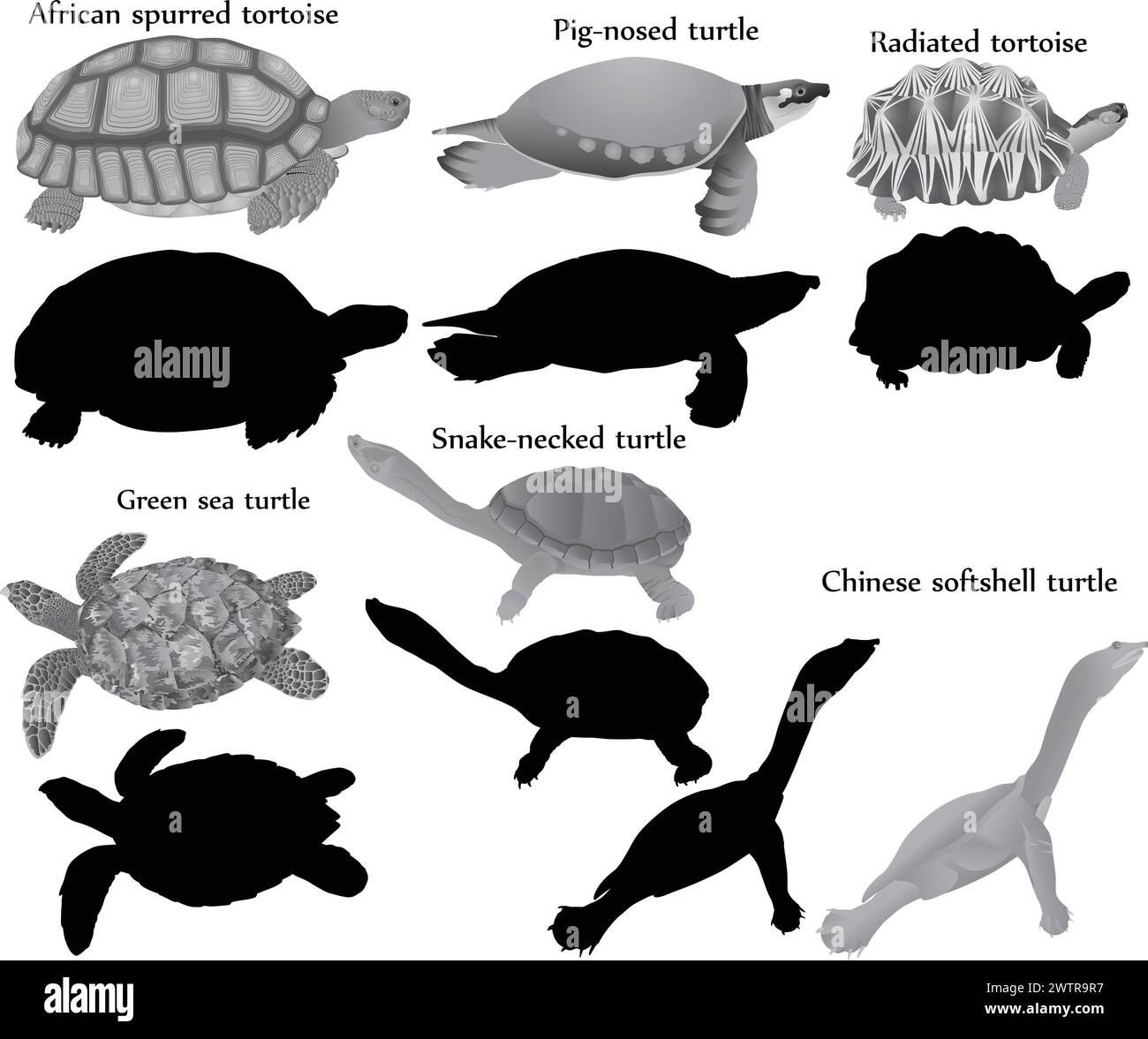 Collection of different species of turtles and tortoises in black-white ...
