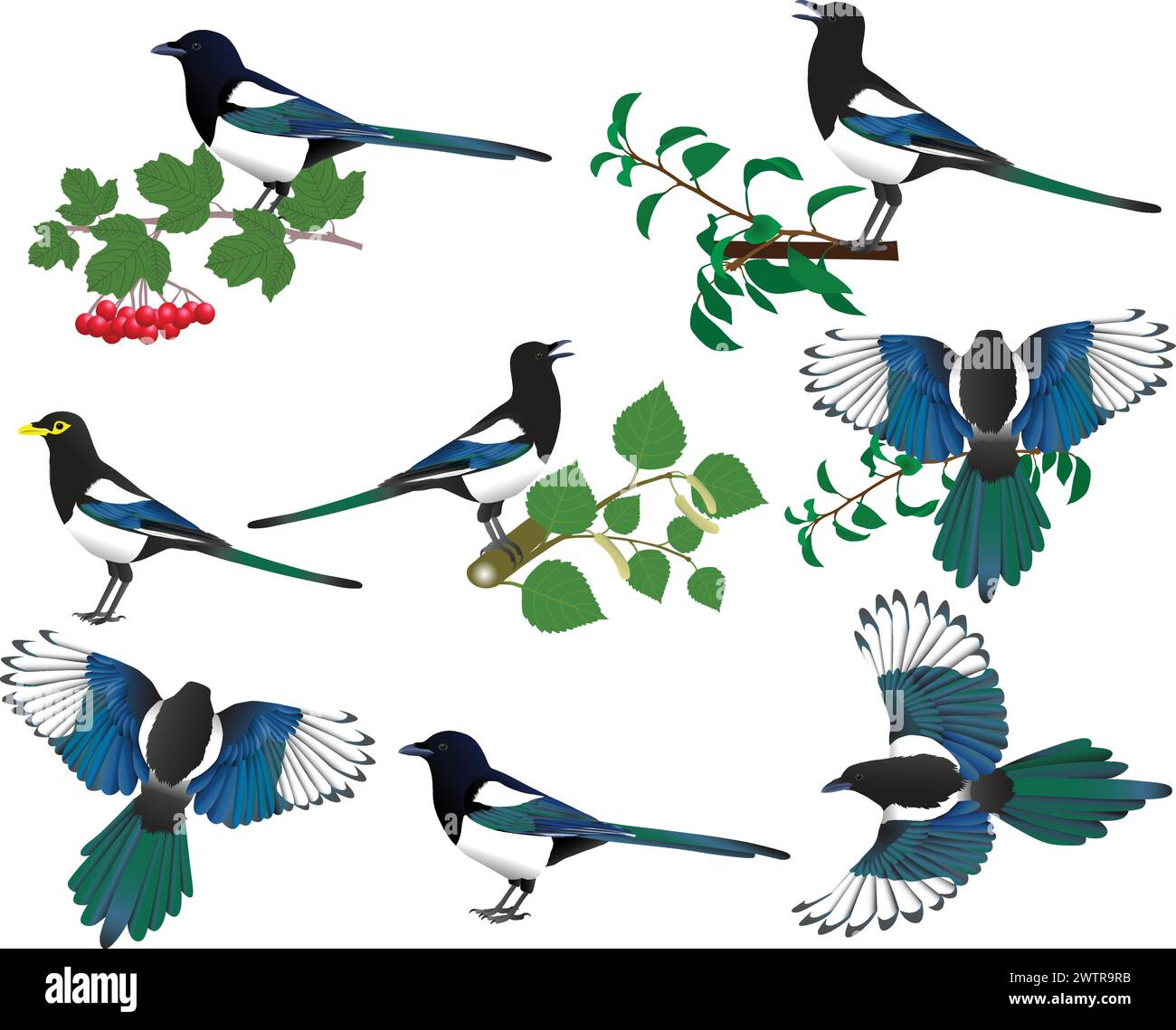 Eurasian magpie image Stock Vector Images - Alamy