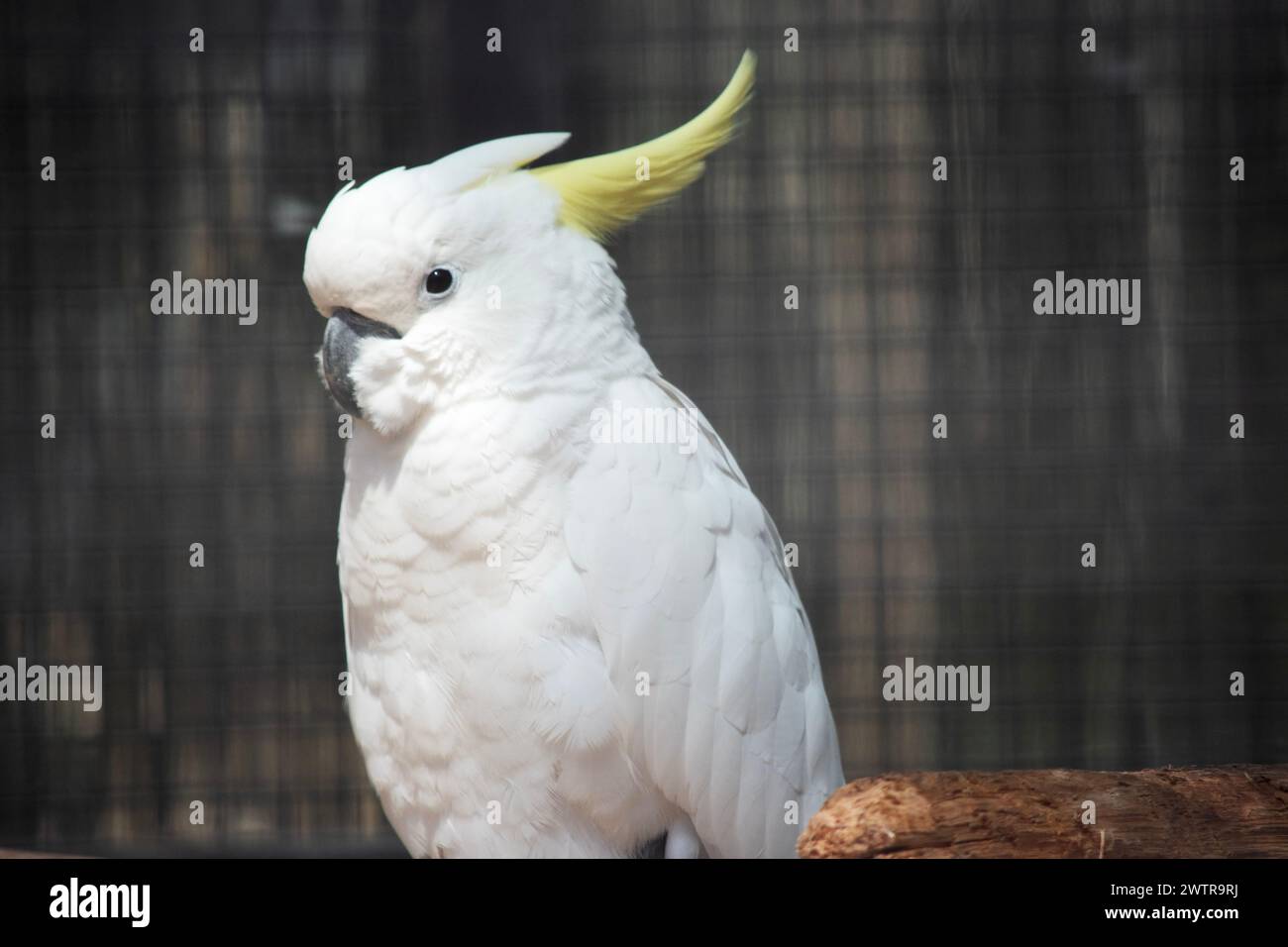 The sulphur crested cockatoo is a white bird with a yellow crest Stock ...