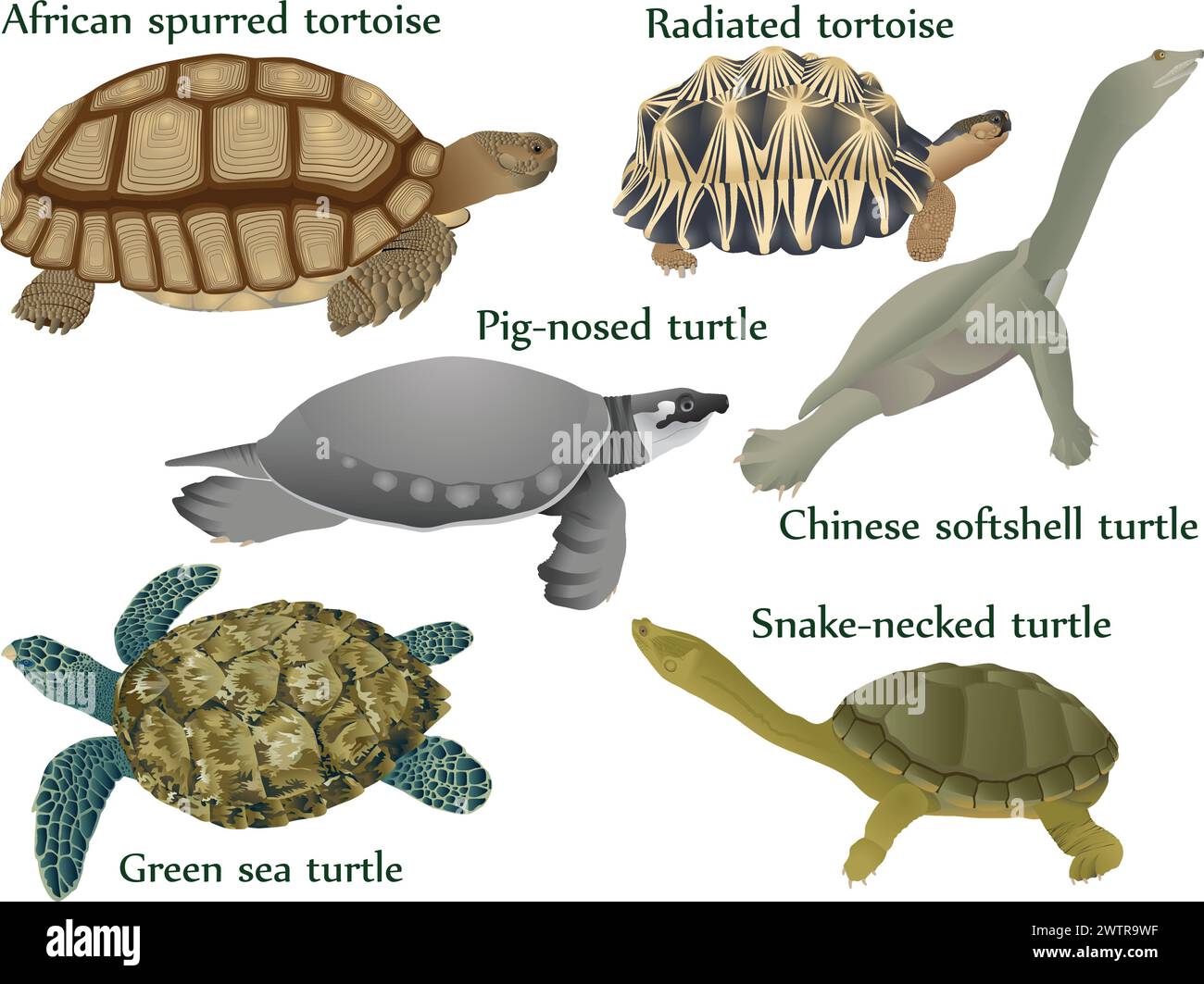 Collection of turtles: pig-nosed turtle, snake-necked turtle, chinese ...