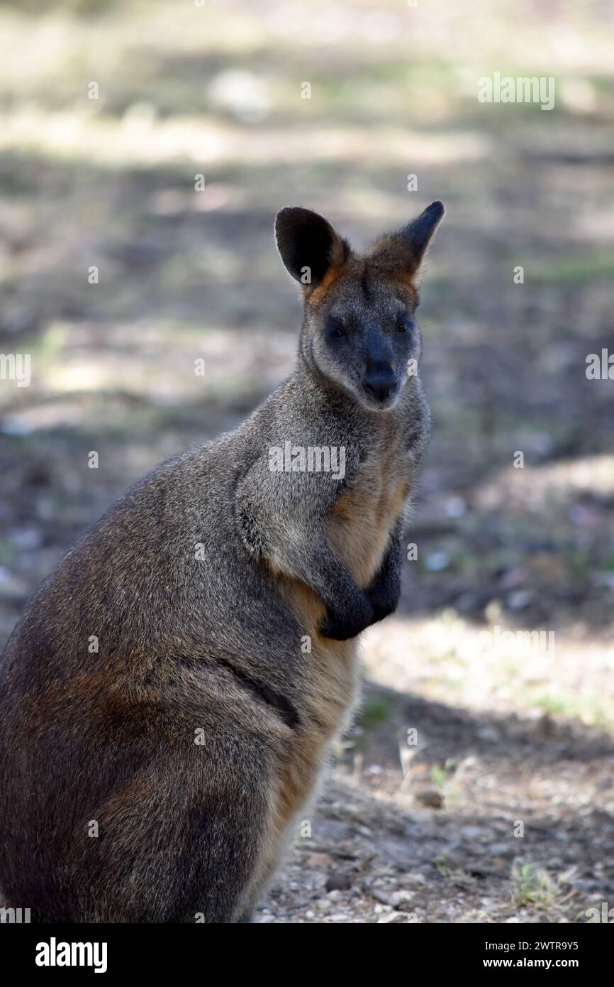 The swamp wallaby has dark brown fur, often with lighter rusty patches ...