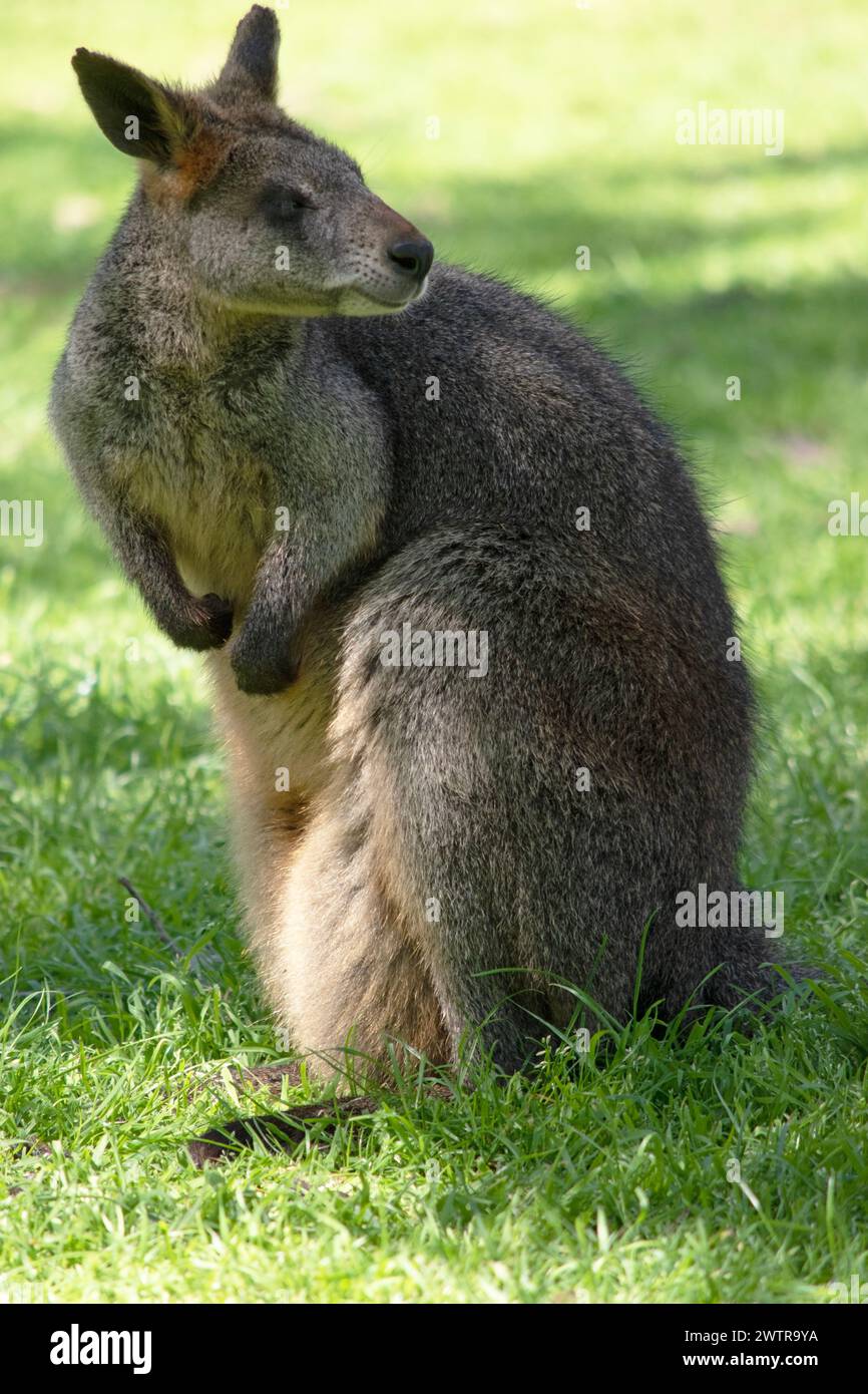 The swamp wallaby has dark brown fur, often with lighter rusty patches ...