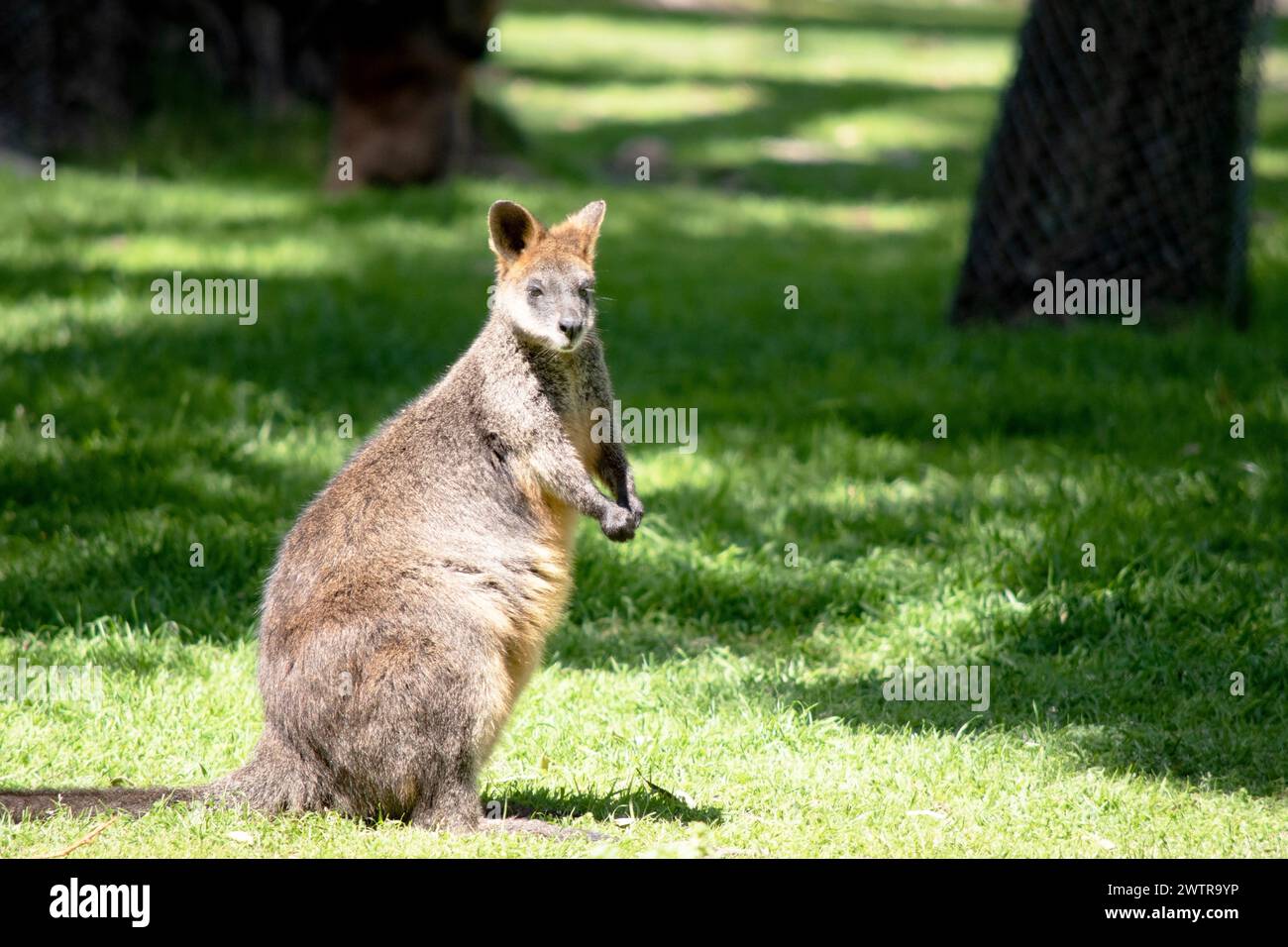 The swamp wallaby has dark brown fur, often with lighter rusty patches ...