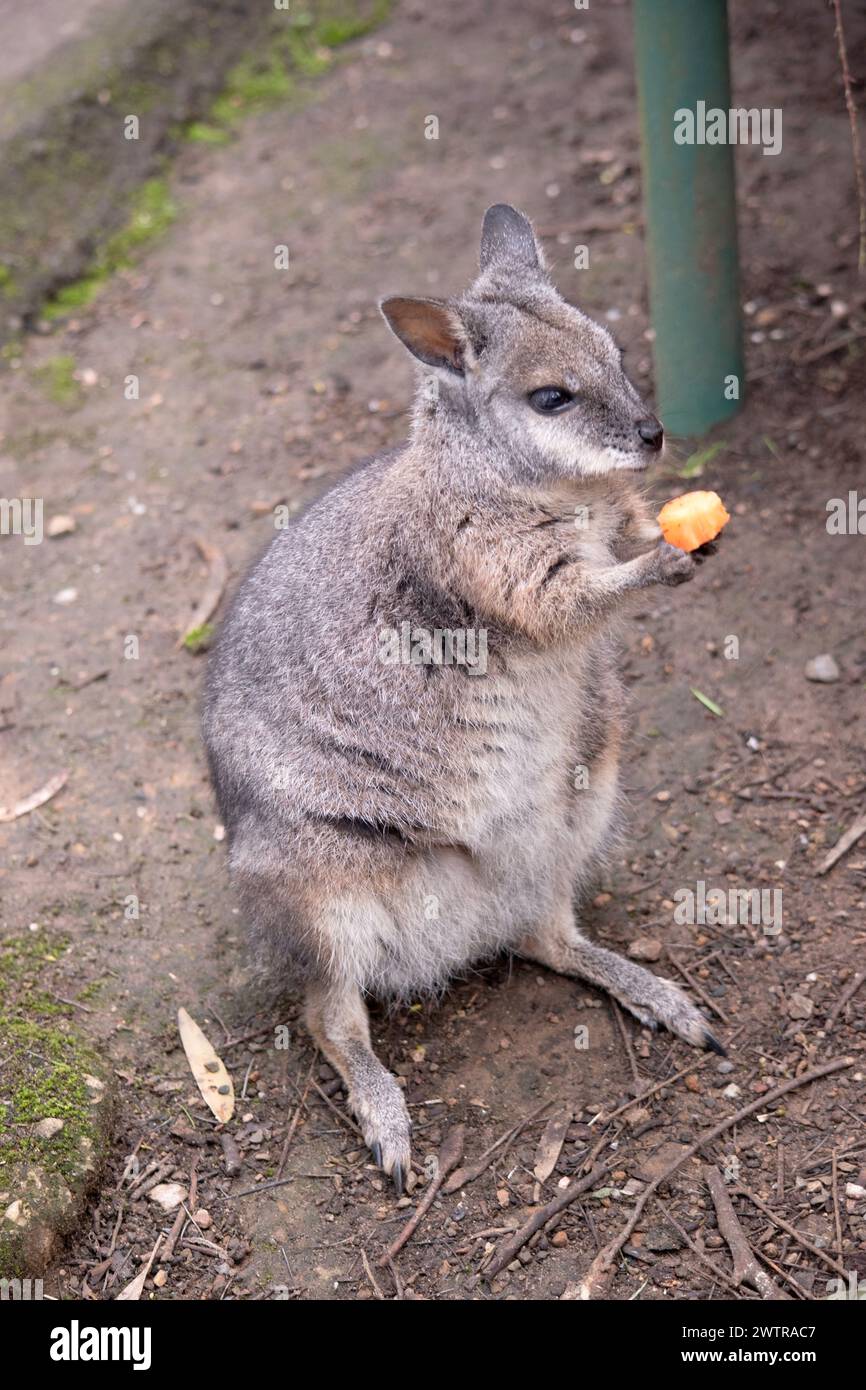 the tammar wallaby has dark greyish upperparts with a paler underside ...