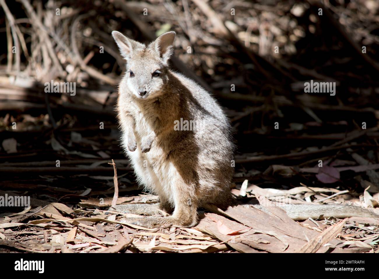the tammar wallaby has a grey body with tan arms and a white stripe on ...