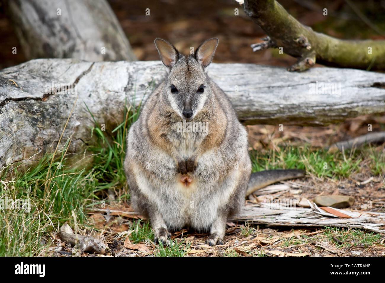 the tammar wallaby has dark greyish upperparts with a paler underside ...