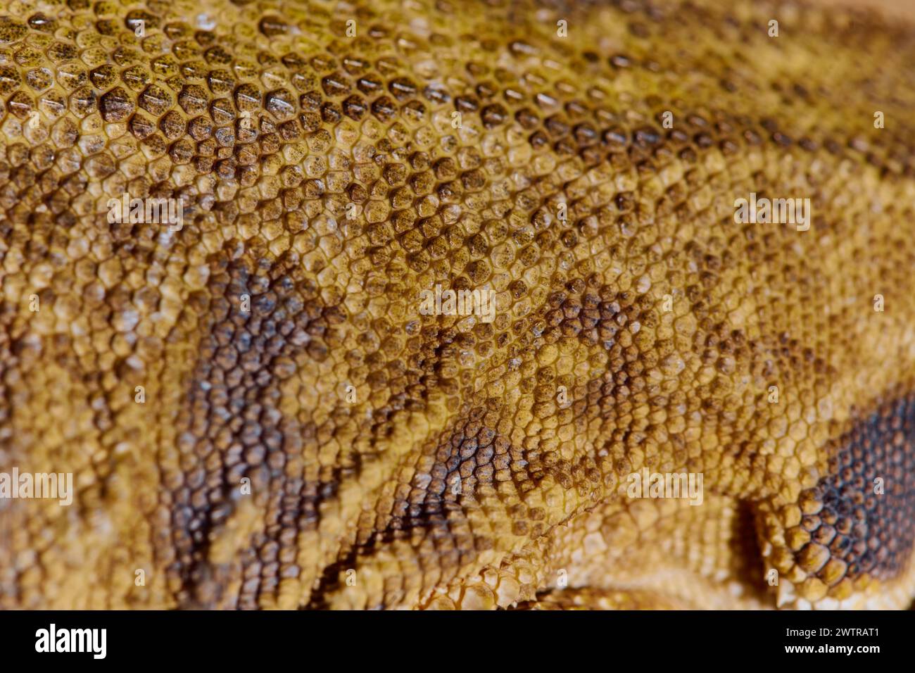 Scaley scaly scales hi-res stock photography and images - Alamy