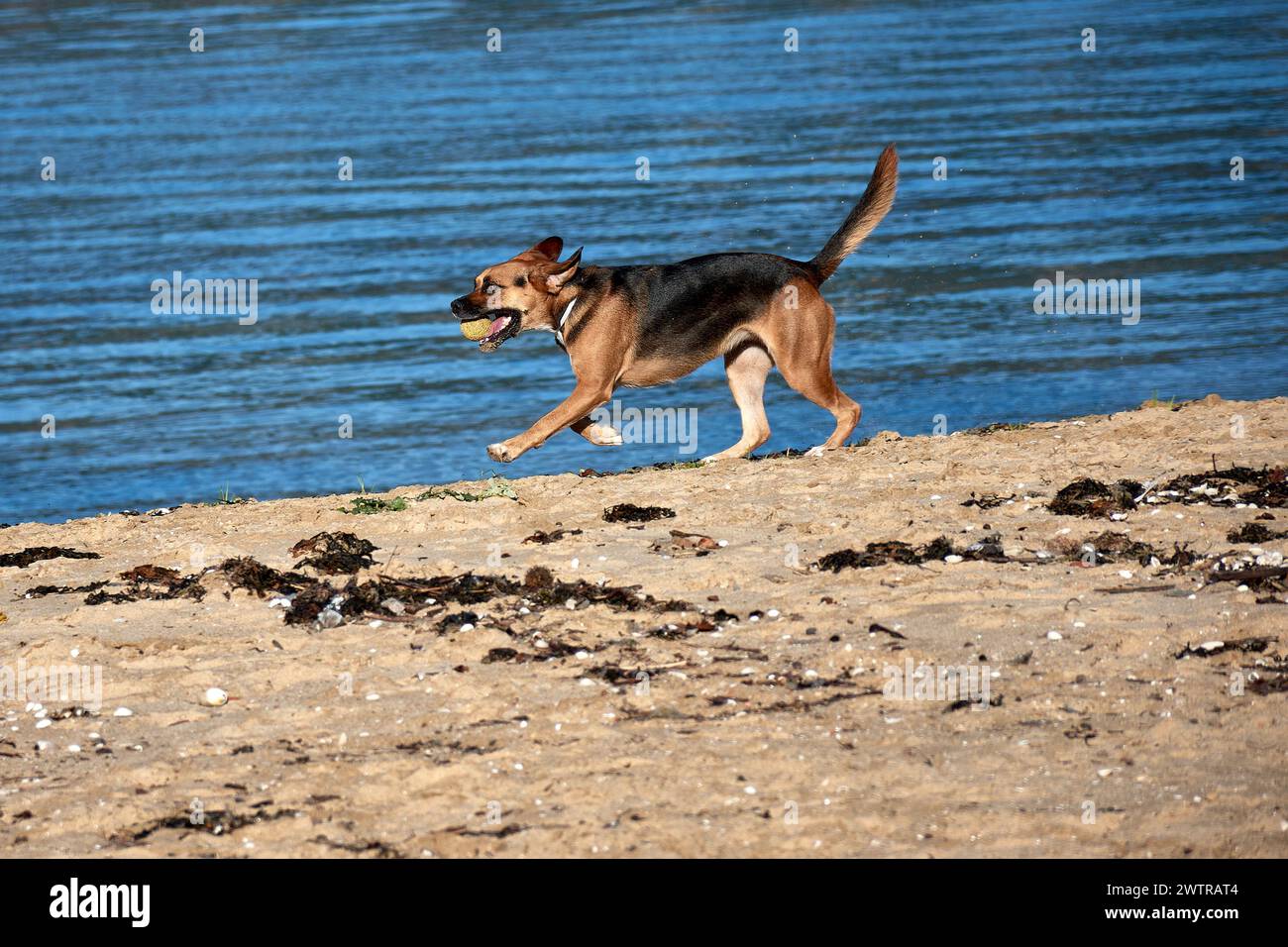 Red and black haired dog carries a tennis ball in his mouth at the ...