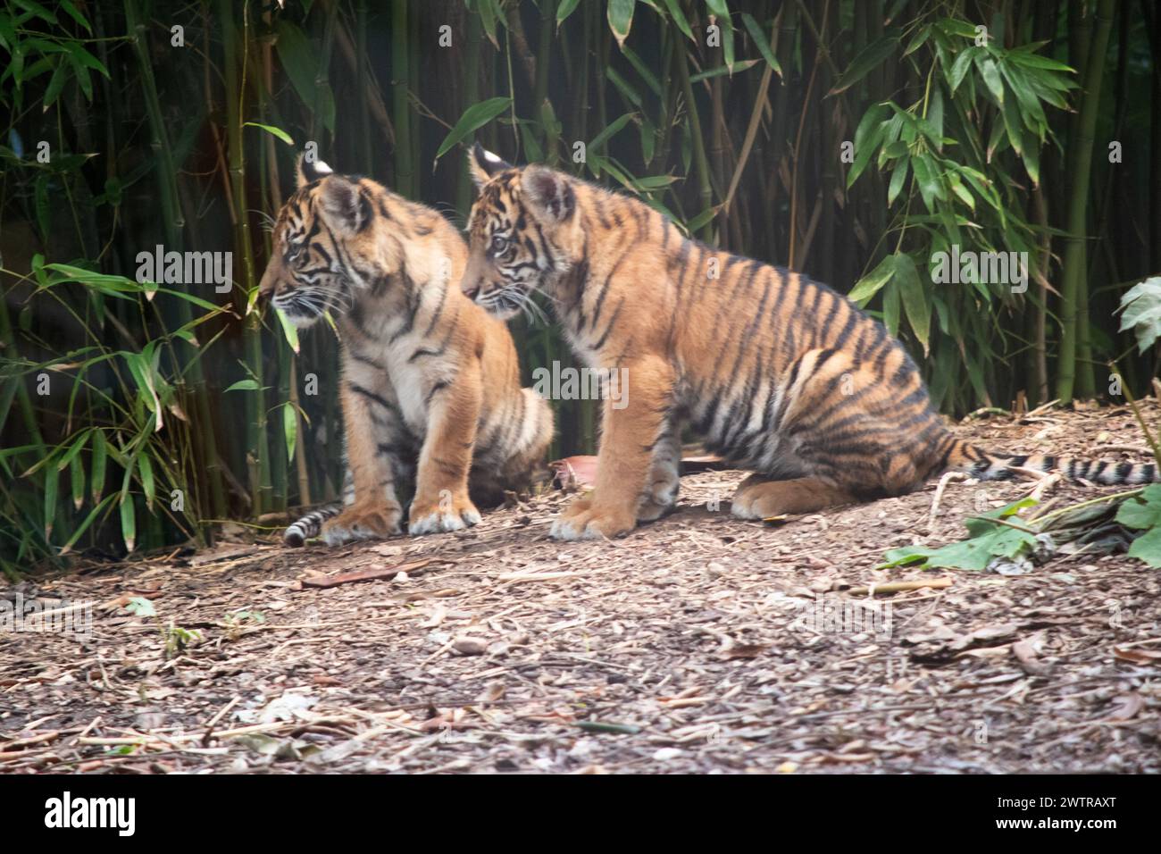 Tiger cubs are born small, blind, and weak. They're born with all their ...