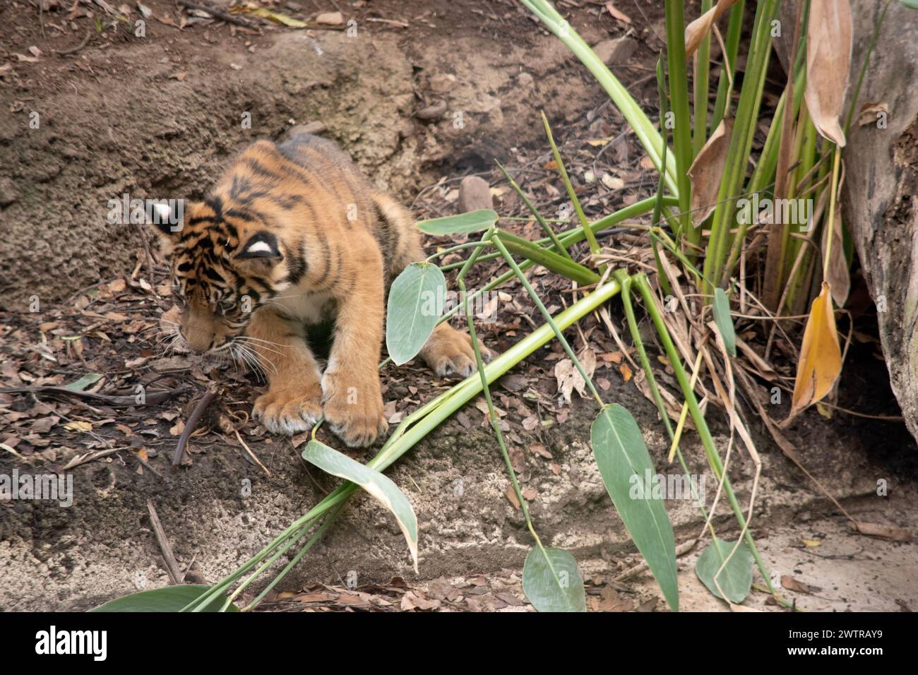 Tiger cub eat hi-res stock photography and images - Alamy