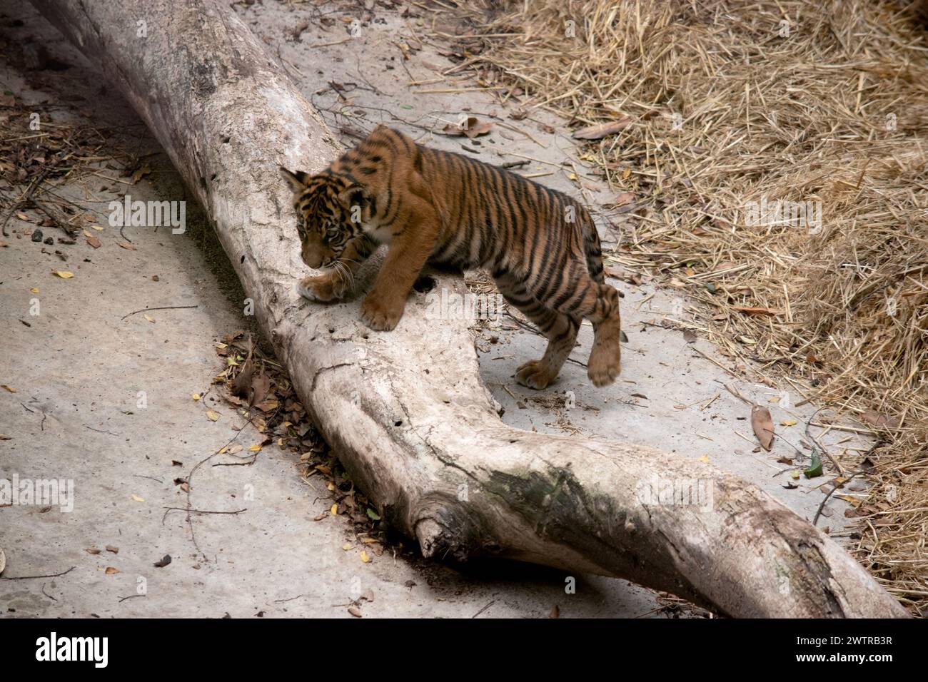 Tiger cubs are born small, blind, and weak. They're born with all their ...