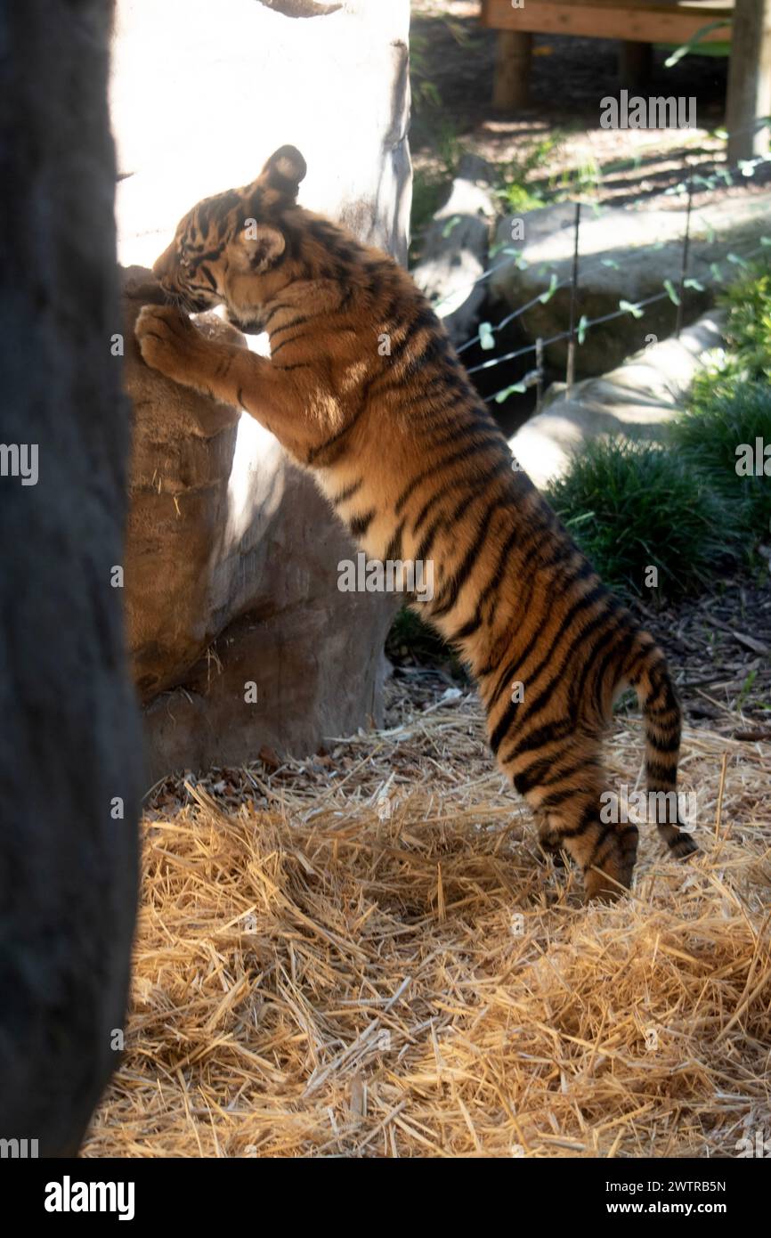 Tiger cubs are born small, blind, and weak. They're born with all their ...