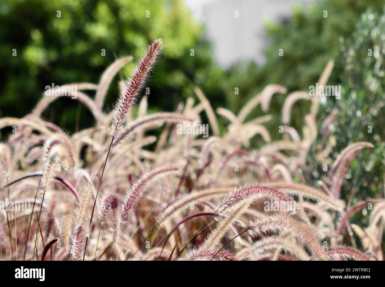 Decorative Purple Fountain Grass. Pennisetum Setaceum Rubrum. Natural ...
