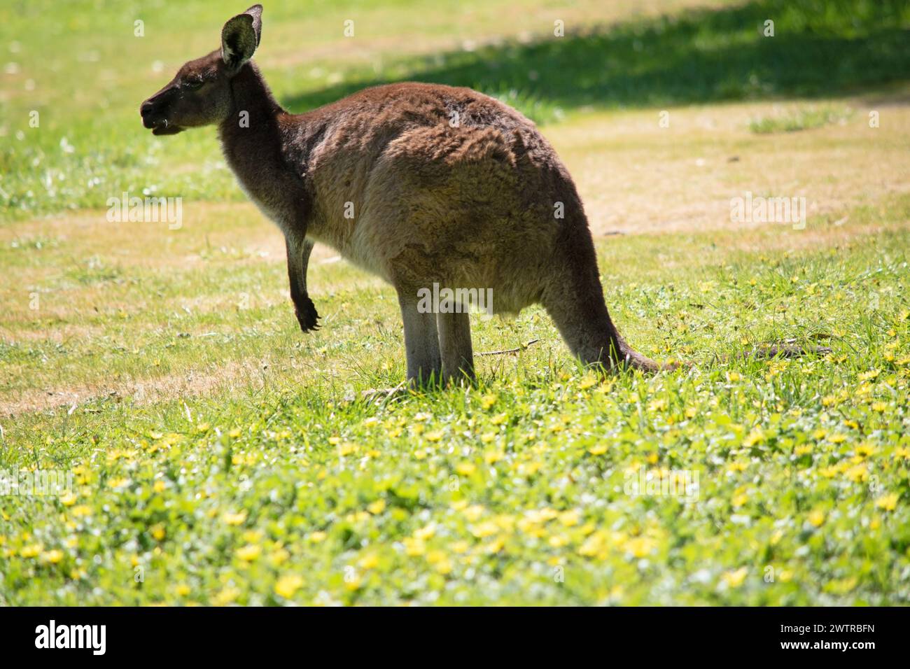 this is a side view of a western grey kangaroo Stock Photo - Alamy