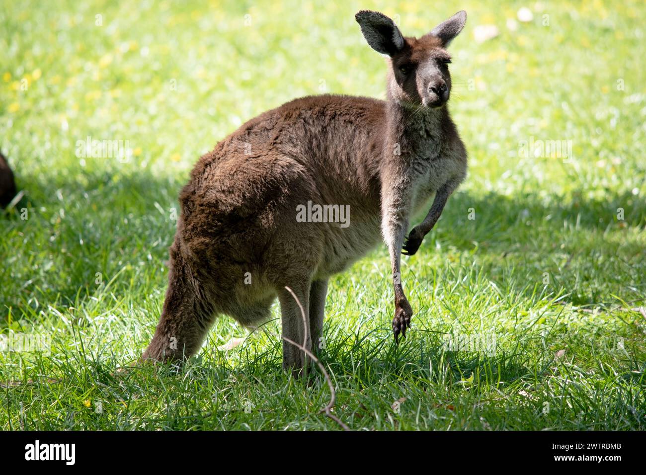 the western grey is a medium sized brown kangaroo Stock Photo - Alamy