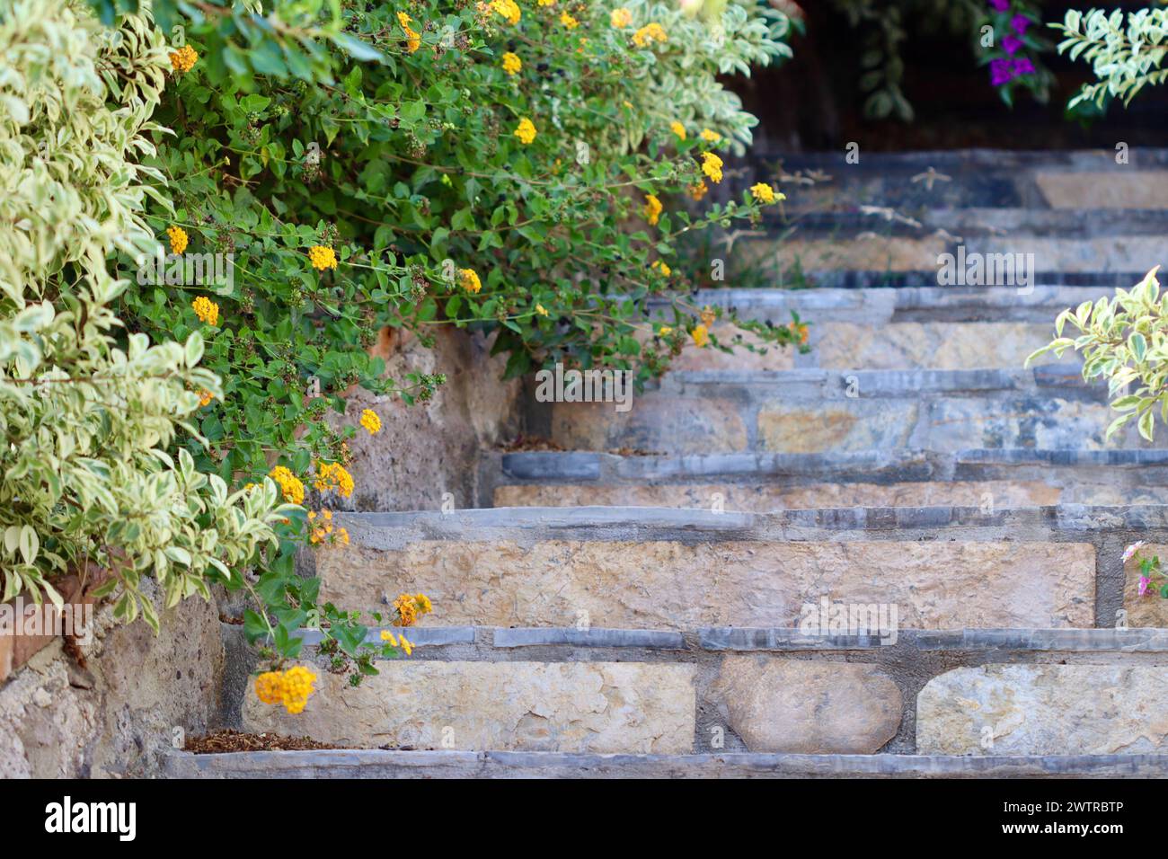 Natural stone steps stairs in the tropical garden. Summer vacation and ...