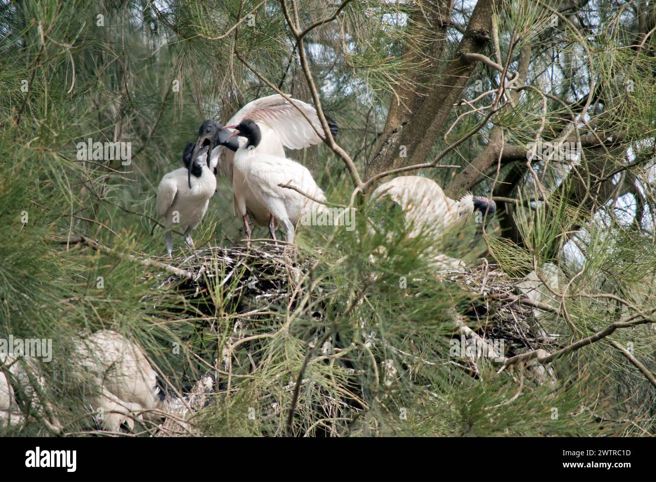the mother ibis is feeding her young in their nest Stock Photo - Alamy