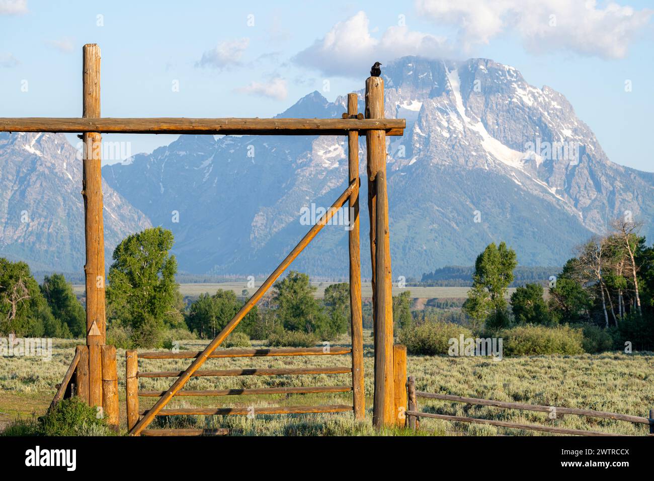 Raven (Corvus corax) perched at the entrance of a ranch. Grand Tetons ...