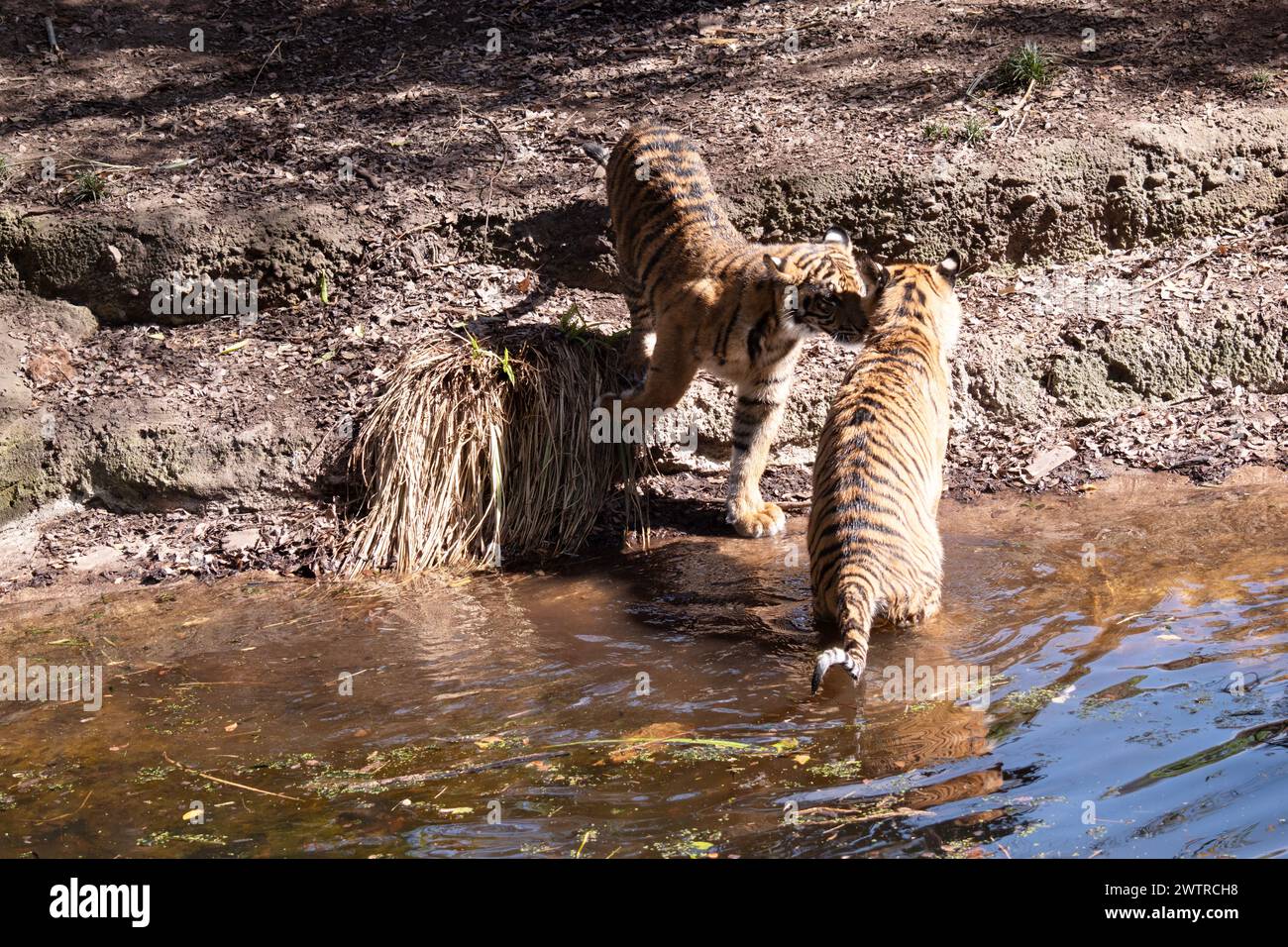 Young tigers have a coat of golden fur with dark stripes, the tiger is ...