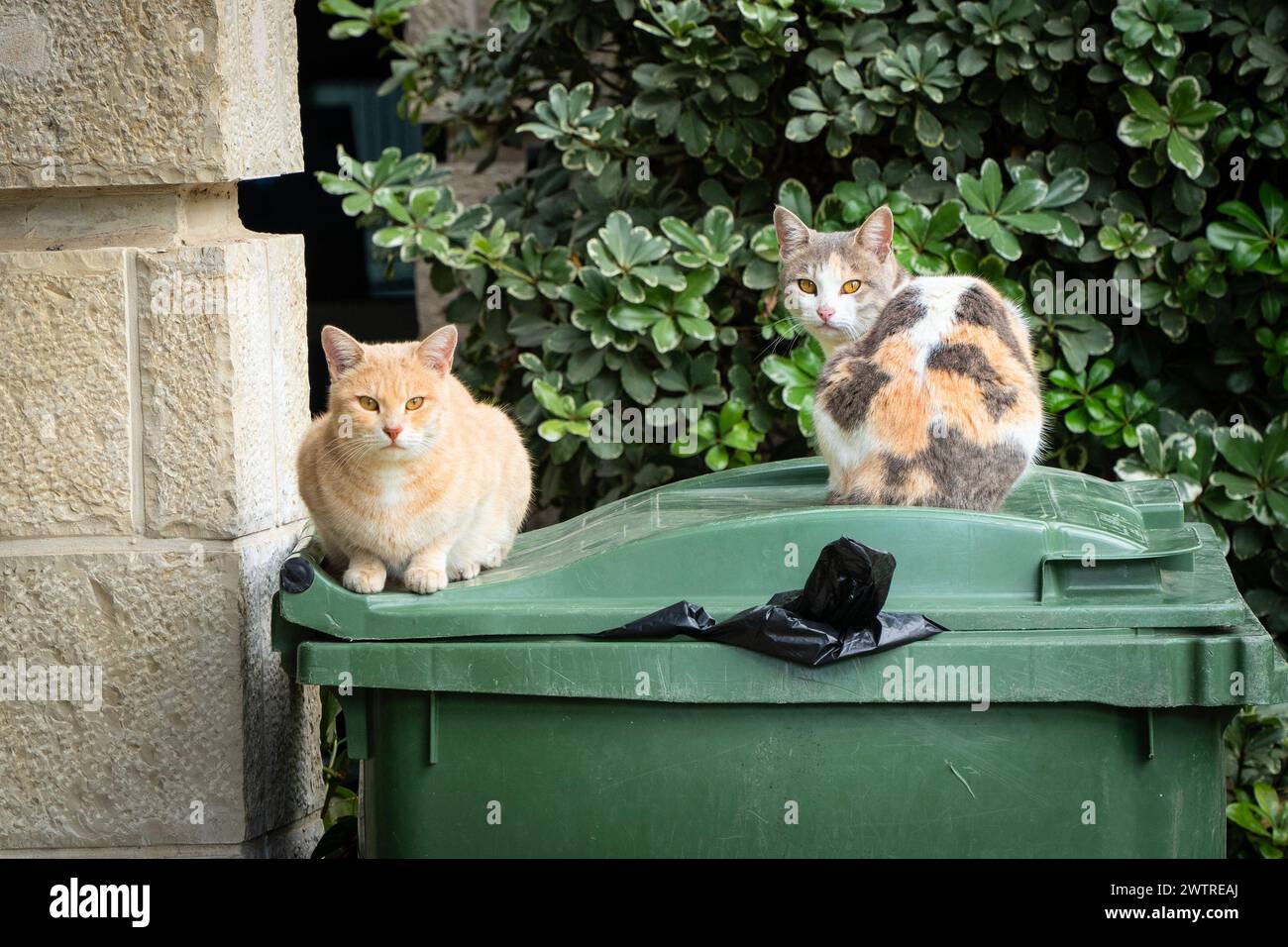 Two alley cat, one of them ginger and the other tricolor, sitting on ...