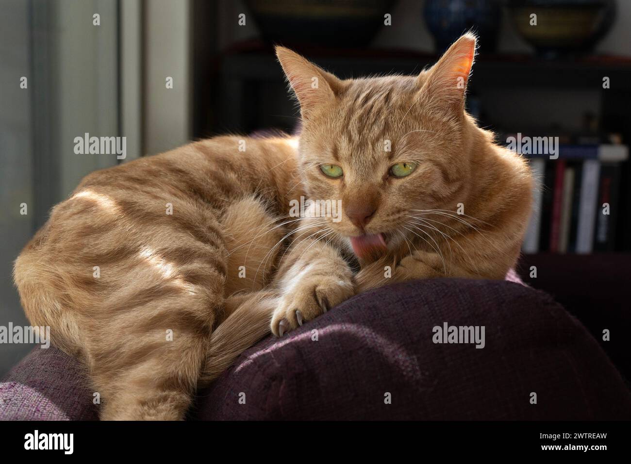 A ginger tabby cat licking the tip of its tail as it sits on a sofa in ...