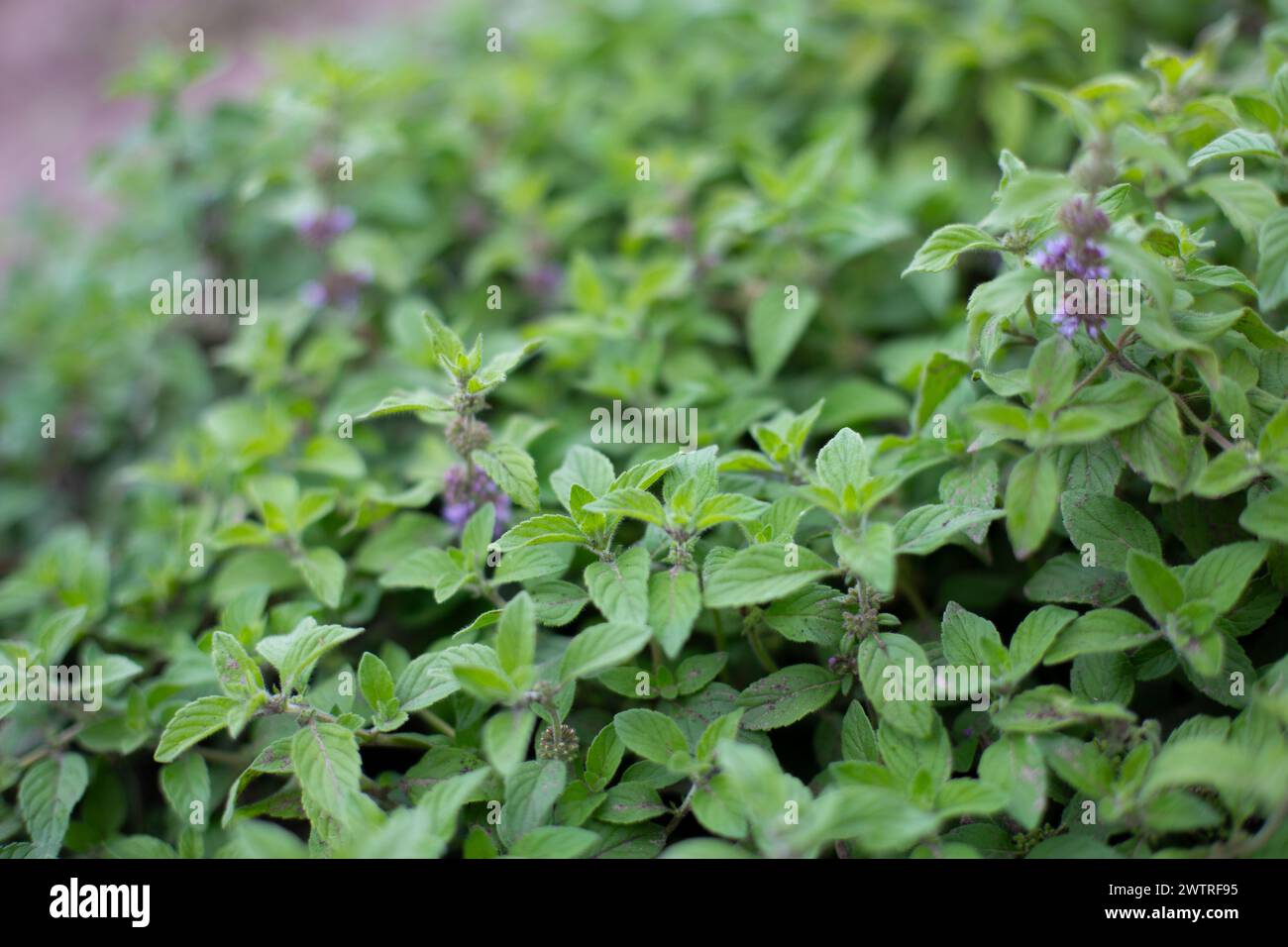 Banana mint bush with vivid green leaves in the garden, aromatic fresh ...