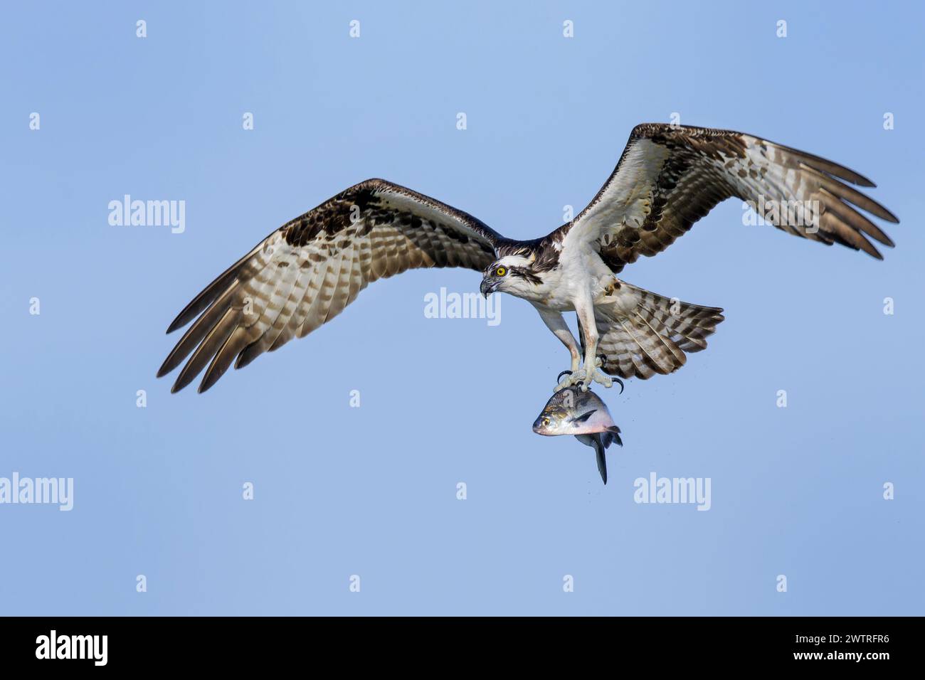 Osprey (Pandion haliaetus) in flight with caught fish and blue sky ...