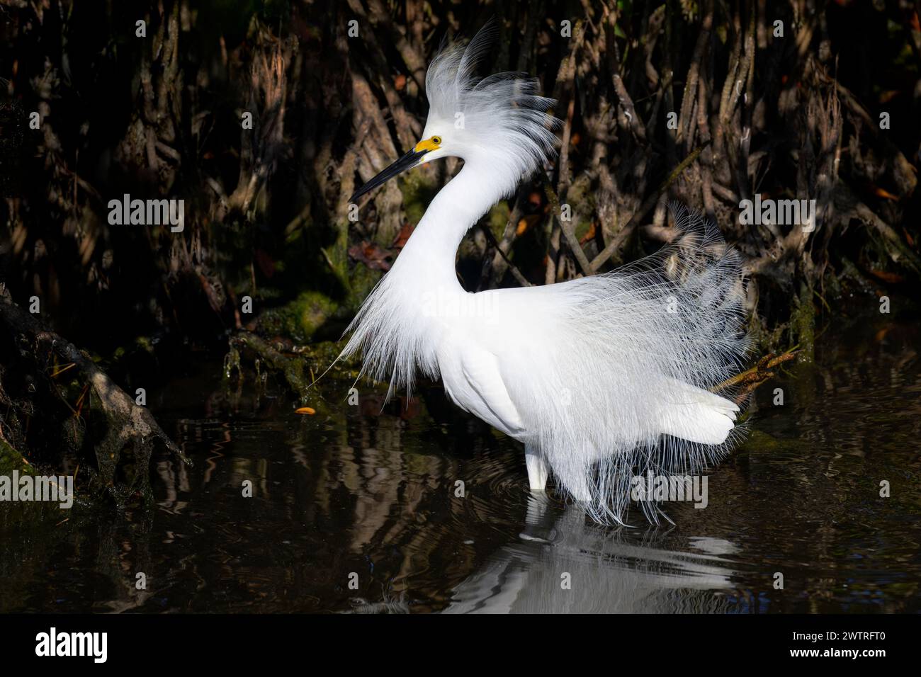 Snowy egret (Egretta thula) with breeding plumage displaying at mangrove swamp, Merrit island ...