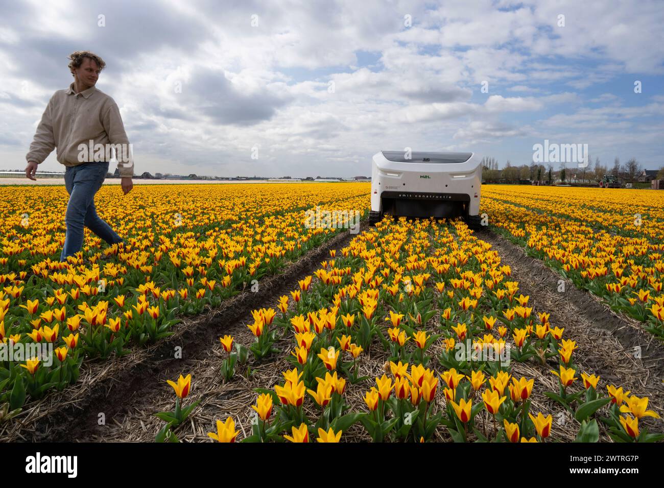 Allan Visser, a third-generation tulip farmer walks near to Theo the ...