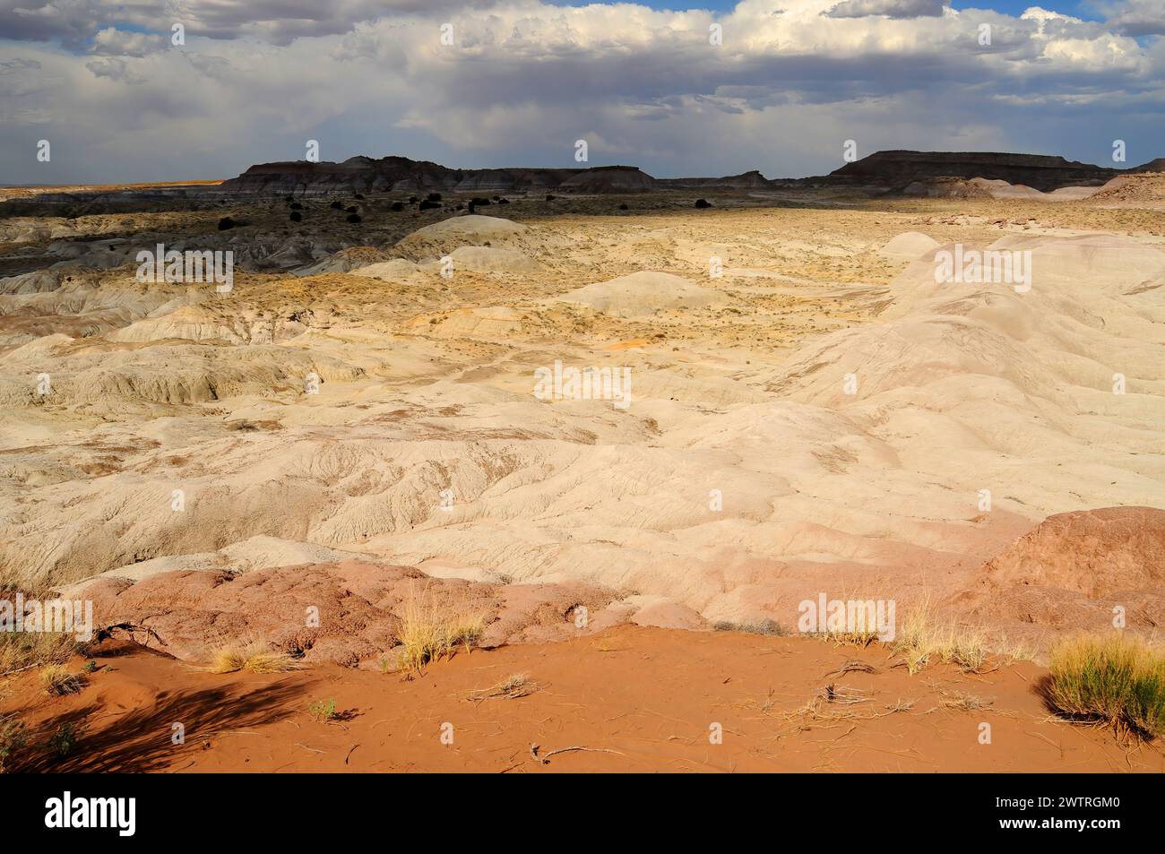 Alien landscape of the ancient petrified forest national park in ...