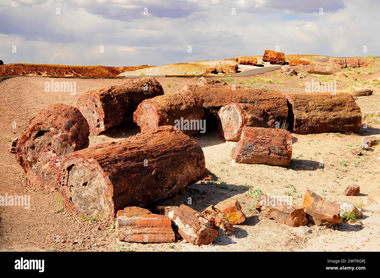 Alien landscape of the ancient petrified forest national park in ...