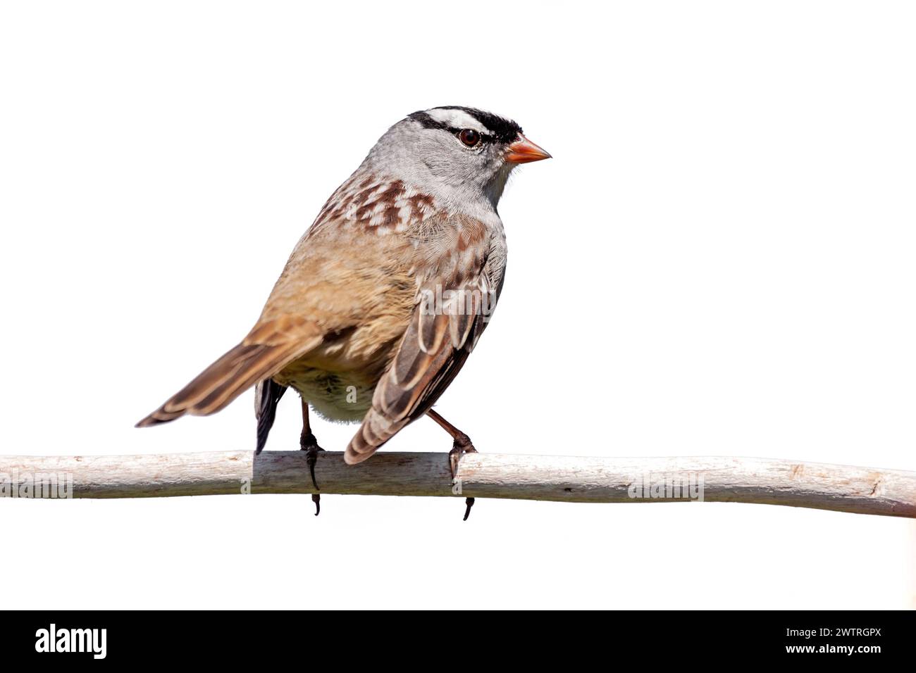 With very bold white and black stripes on its head, a white-crowned ...