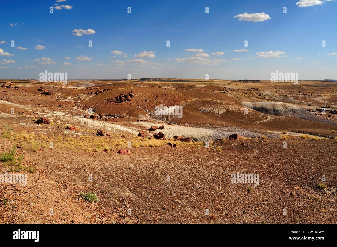 Alien landscape of the ancient petrified forest national park in ...
