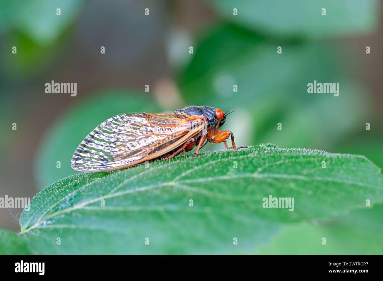 A recently emerged cicada stands on a green lleaf Stock Photo - Alamy