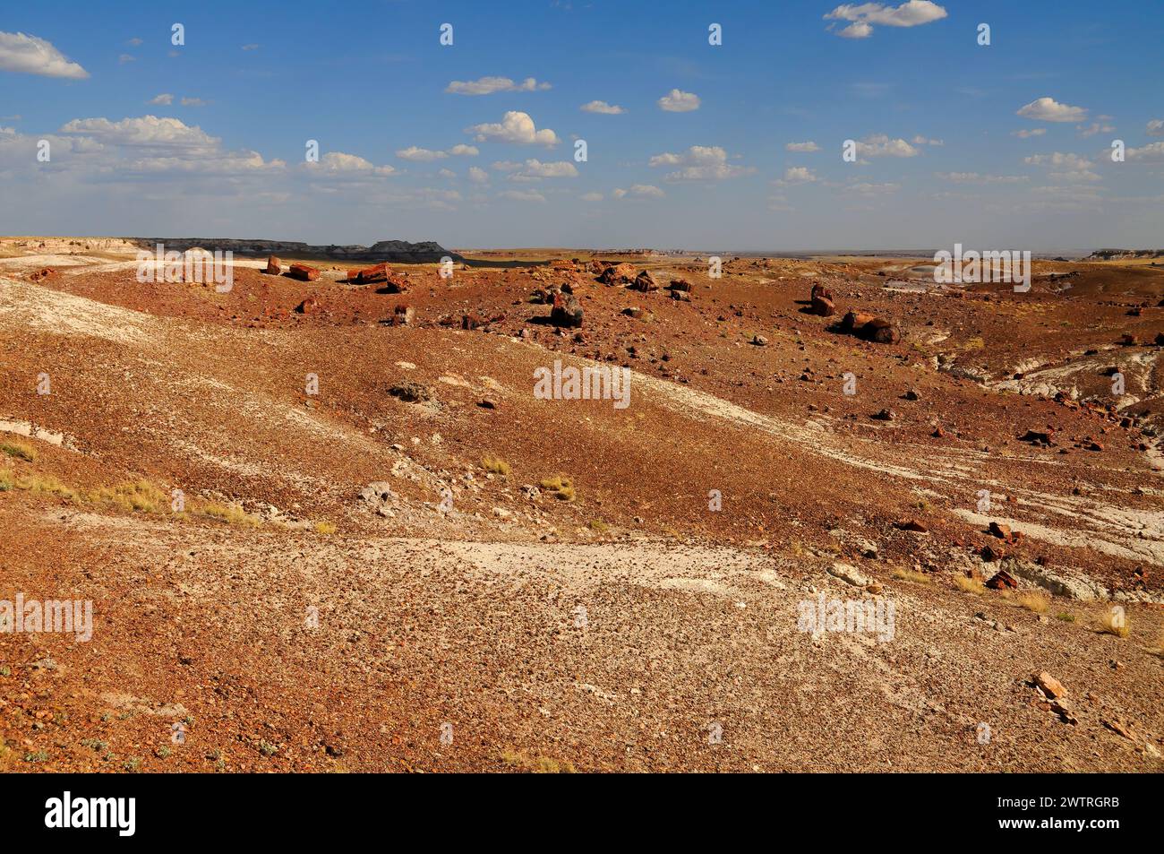 Alien landscape of the ancient petrified forest national park in ...