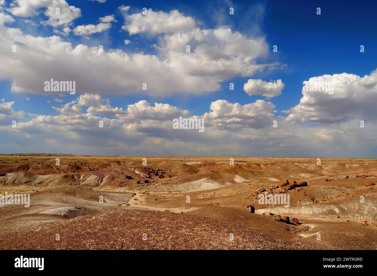 Alien landscape of the ancient petrified forest national park in ...