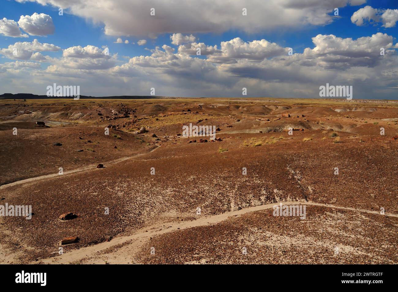 Alien landscape of the ancient petrified forest national park in ...
