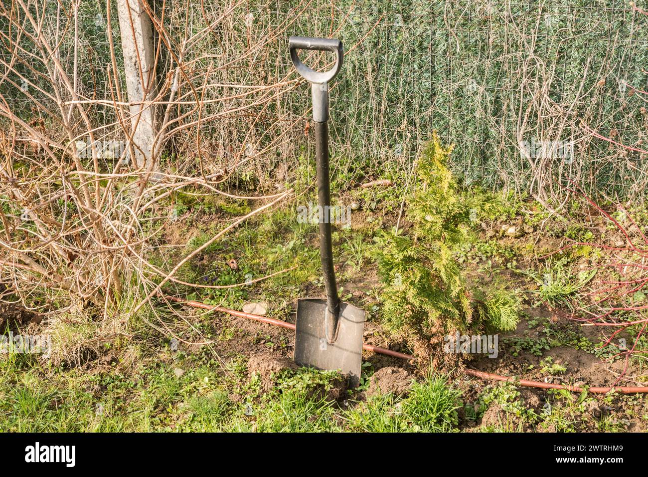Spade stuck in garden soil closeup on spring day Stock Photo - Alamy