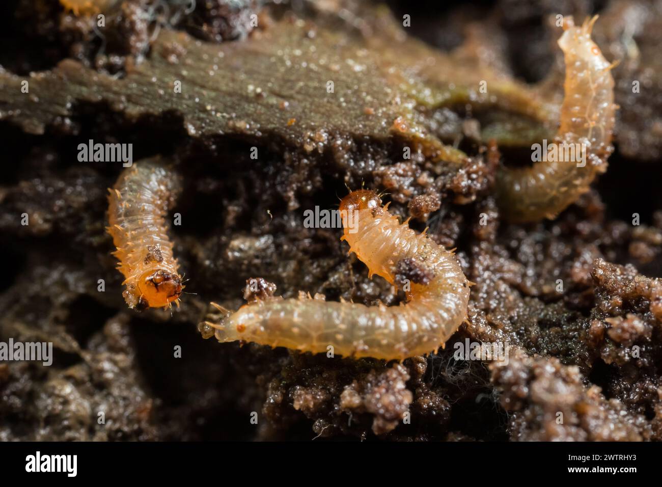 March fly larvae (Bibio Stock Photo - Alamy