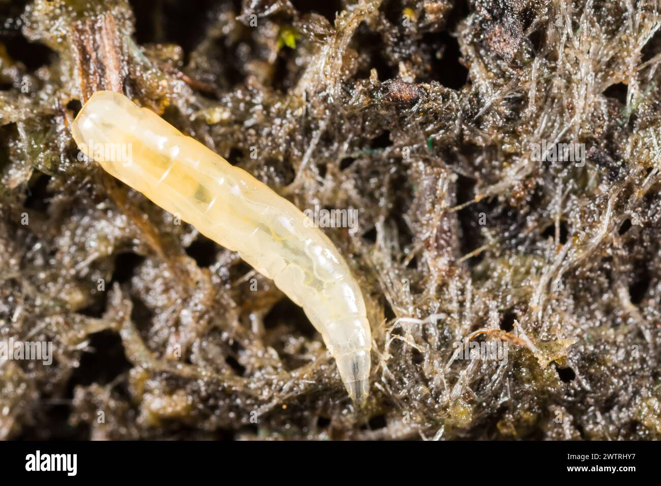 Dolichopodidae Larvae 7. Adult Female Agalychnis Spurrelli; 8. Phorid