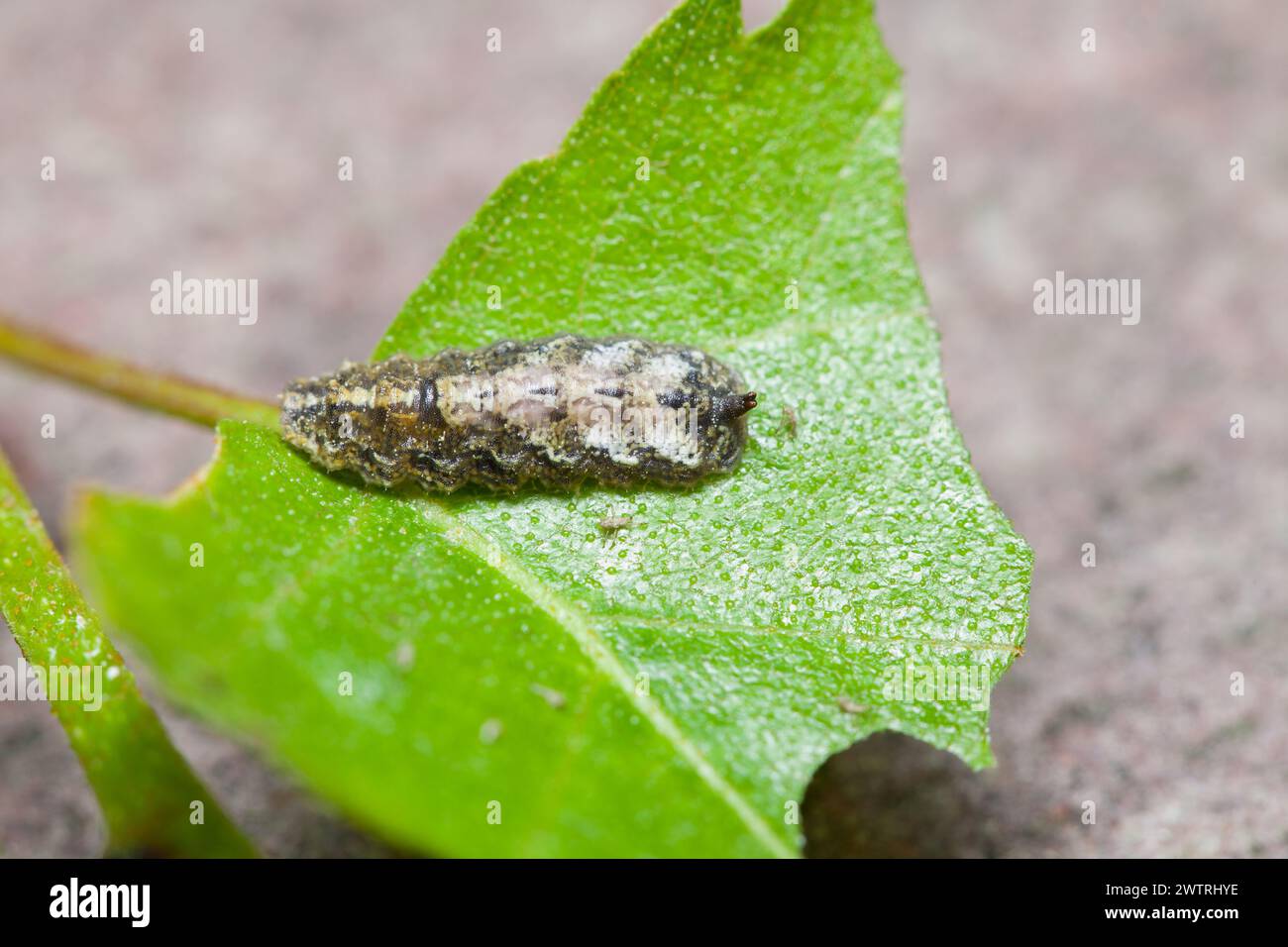Hover-fly larva (Syrphini Stock Photo - Alamy