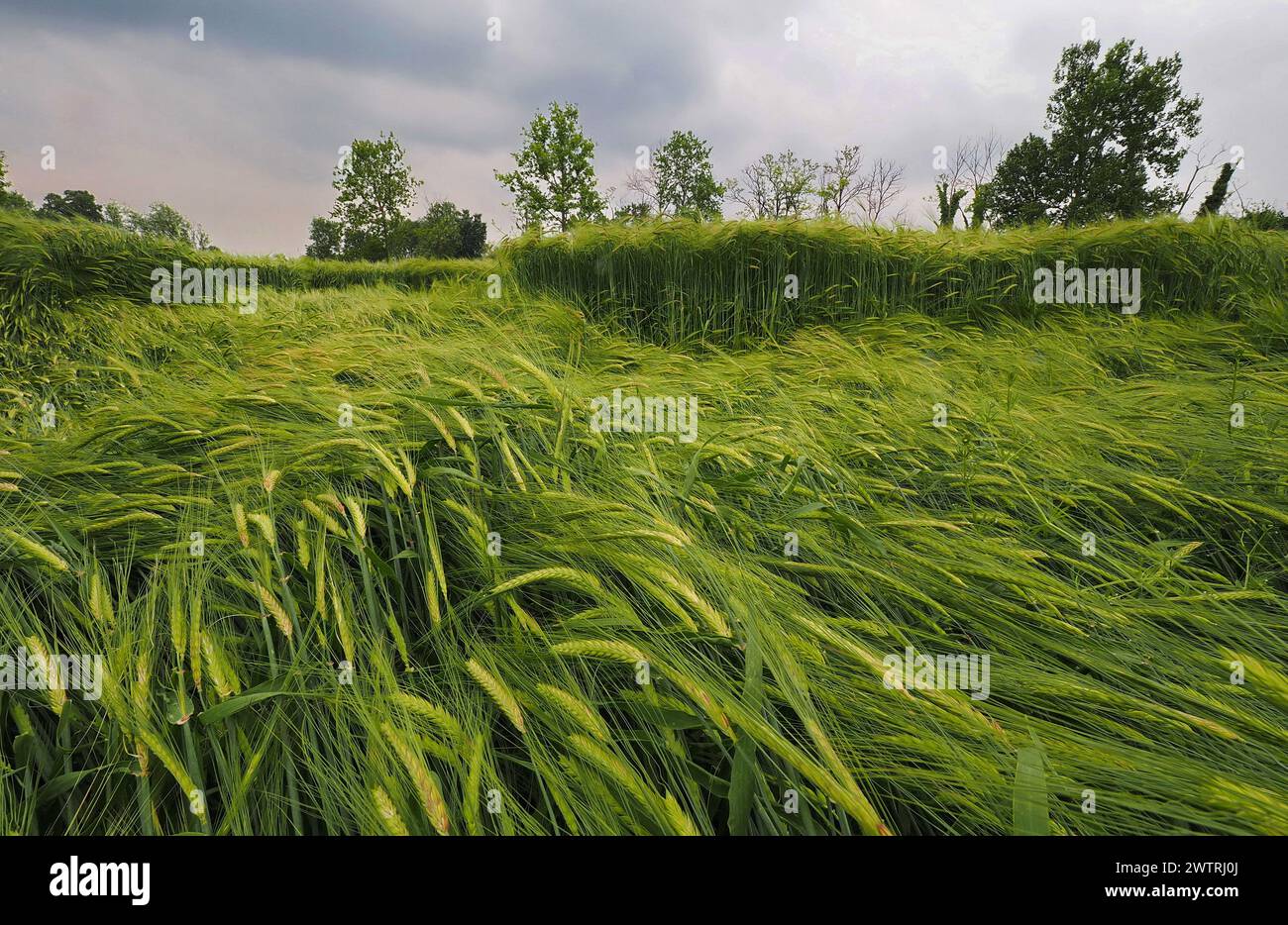 wheat field after heavy rain Stock Photo - Alamy