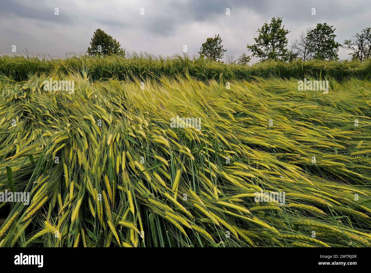 wheat field after heavy rain Stock Photo - Alamy